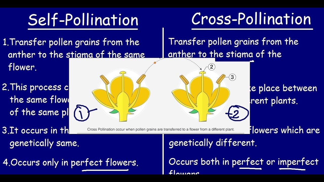 Self Pollination and Cross Pollination |Quick 5 min Differences & Comparisons|