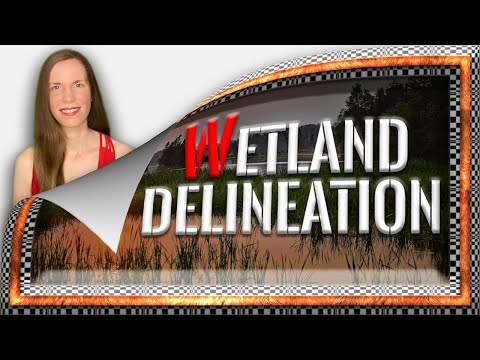 What Is A Wetland Delineation? 7 Things You Must Know