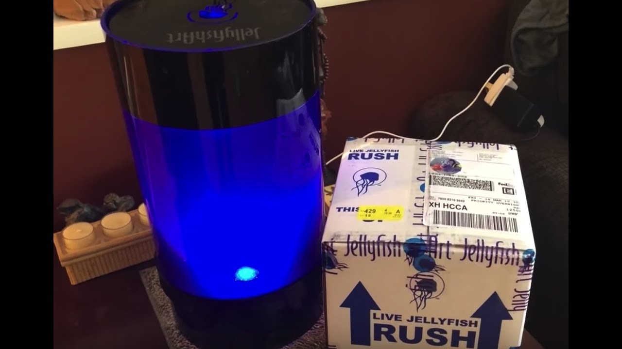 Moon Jellyfish Art Nano Tank - Our Babies are Home!