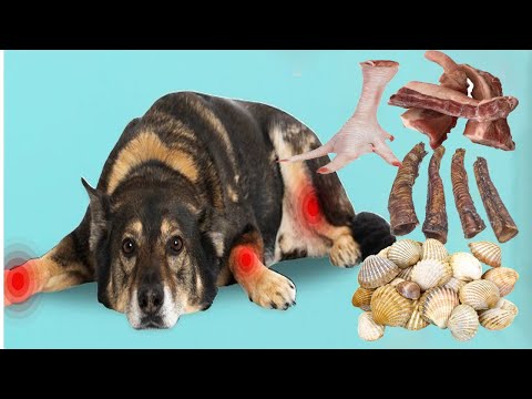 4 Natural Sources For Glucosamine – And Why Your Dog Needs It
