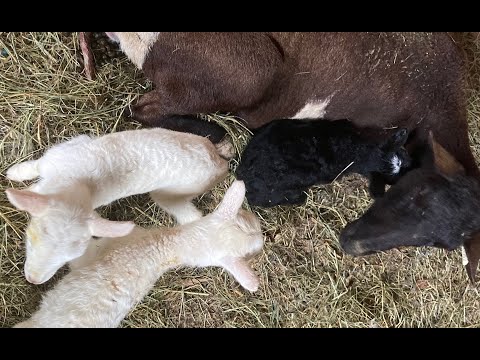 3 New Lambs from Helen the Auction Ewe. # lambing season