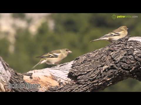 Los Pinzones | wikimal