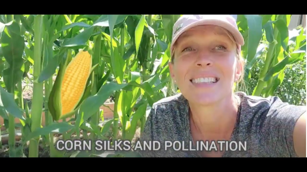 Corn Silks and Polination!