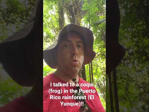 I talked to a Coqui in El Yunque, Puerto Rico!