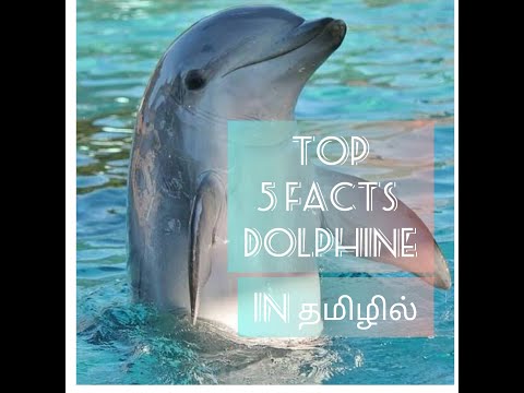 Dolphin explanation in Tamil #marine animals #ocean #science # competitive exam