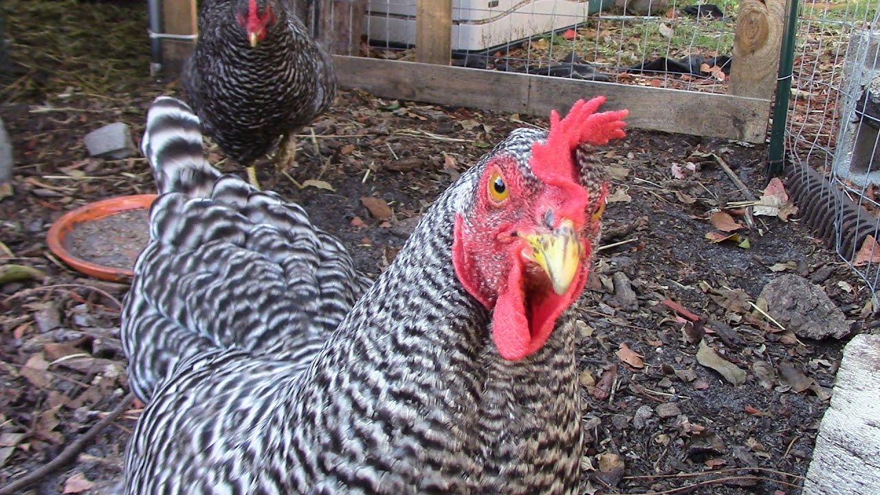 5 Benefits of having backyard chickens