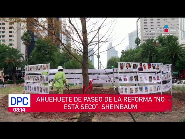 Siguen trabajos para instalar sistema de riego de ahuehuete en Reforma