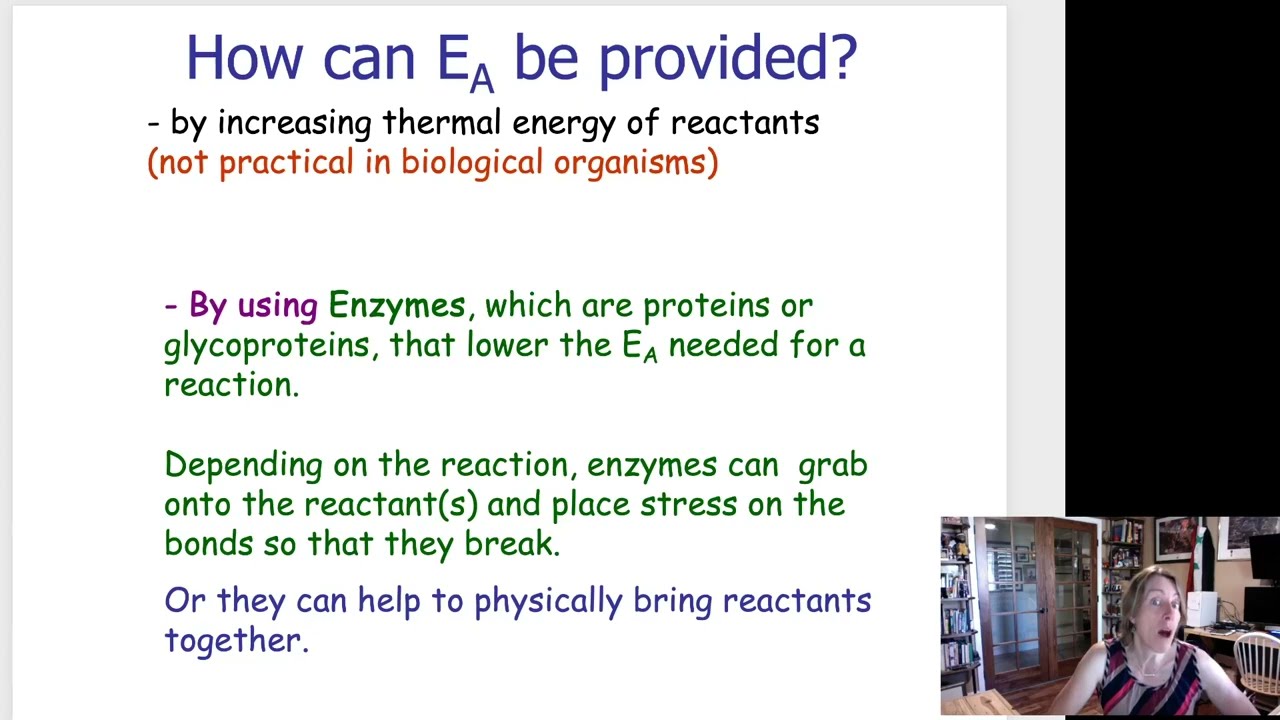 Understanding Activation Energy and the Role of Enzymes in Chemical ...
