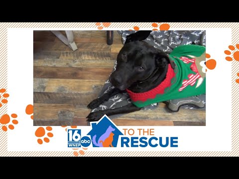 16 To The Rescue: Dozer