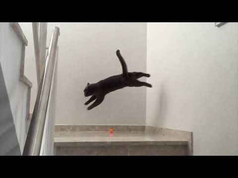 Airborne Cat – Lee Duigon