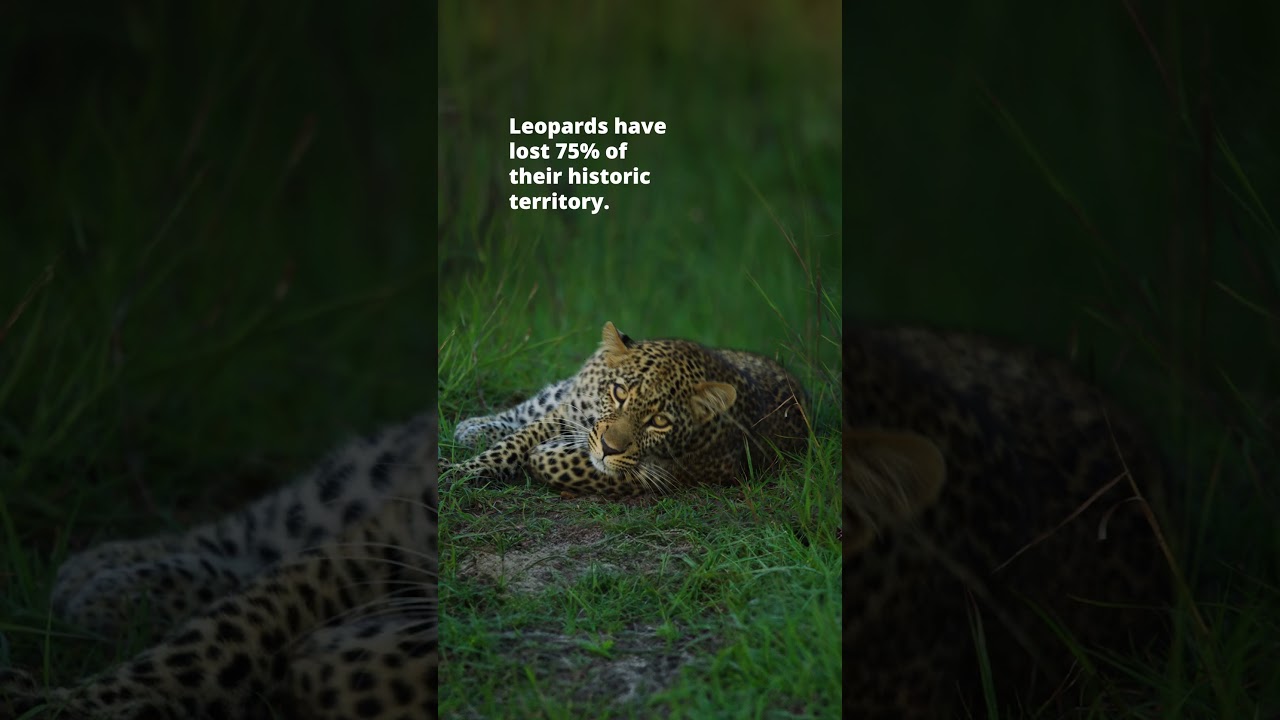 International Leopard Day 2025
