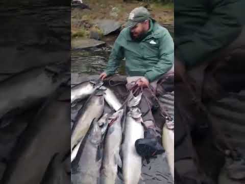 6 man limited in 2 hours. #kingsalmon Pulaski. Salmon River