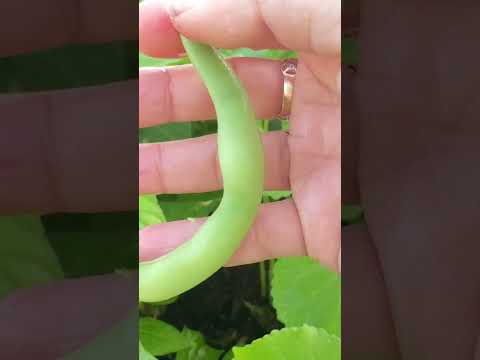 Đậu que trái quá trái hái mỏi tay luôn.