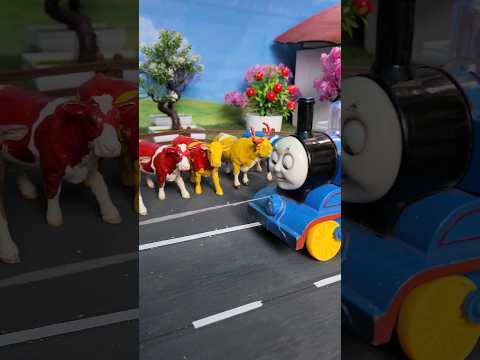 SAPI LUCU LIAT KERETA THOMAS