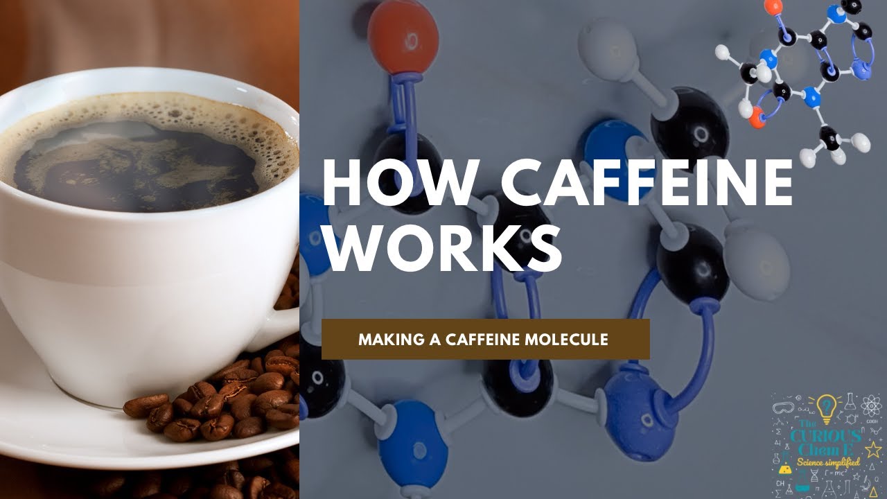 Caffeine Explained Using a Molecular Model || TheCuriousChemE