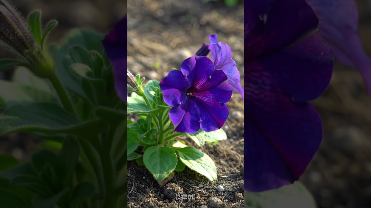Timelapse Deep Blue Petunia Bloom ✨ | 4K Ultra HD