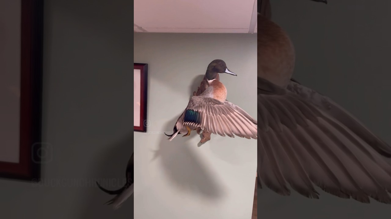 Mallard x Pintail hybrid. Bird of a lifetime. I dream of getting a duck like it n the deks again 😅.