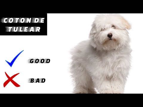 Coton de Tulear Pros And Cons | The Good And The Bad.
