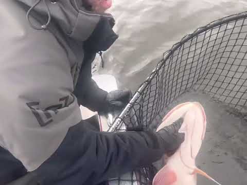 How to pick-up, hold, and control a muskie