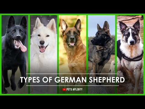 5 Different Types of German Shepherds. Which is right for you?