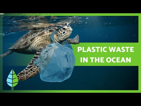 Plastic Waste & OCEAN POLLUTION 🛍️🌊 Causes, Consequences and Solutions!