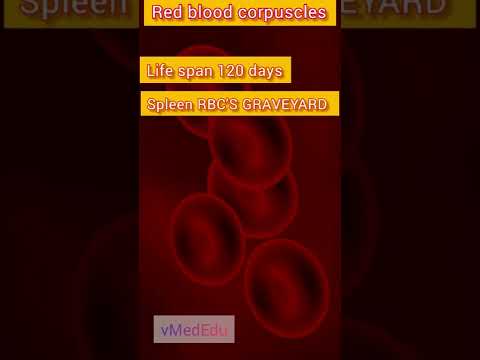 RBC RED BLOOD CELL PRODUCTION DESTRUCTION LIFE SPAN #rbc #bloodcomposition #lifespan #blood