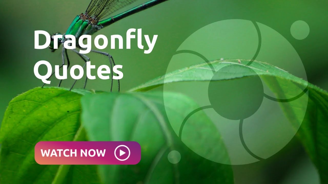 Dragonfly Quotes