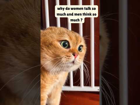 😹 Dad jokes + adorable cats = pure comedy gold!
