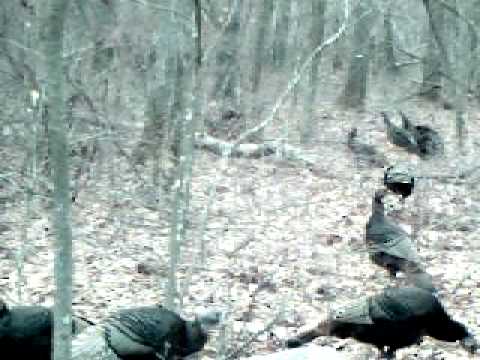T15 Remington Ghost Game Camera HUGE FLOCK OF TURKEY!! Swansea Mass. Video 12 of 16