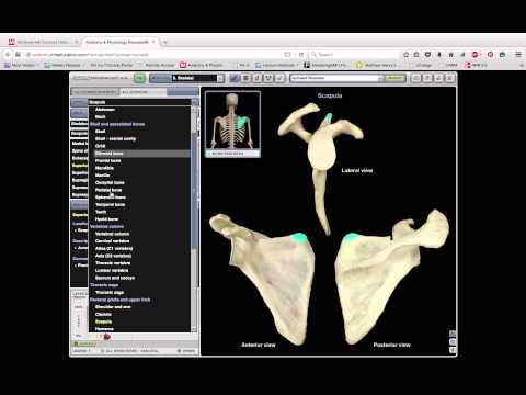 Pre Lab Video Pectoral Girdle and Upper Limb