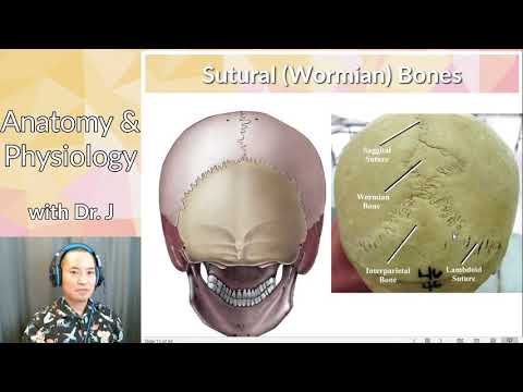 PHYL 141 | Skeletal System | Axial Skeleton - Cranial Bones & Sutures