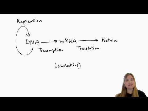 Why is it called DNA replication, RNA transcription, or protein translation??