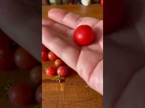 What does Stink bug damage on tomatoes look like?
