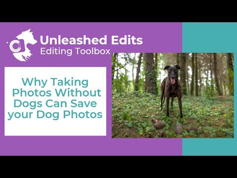 Why Taking Photos Without Dogs Can Save your Dog Photos