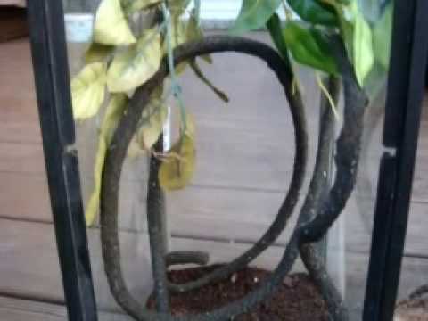 Araneus diadematus (Cross Spider) Enclosure Setup and Transfer
