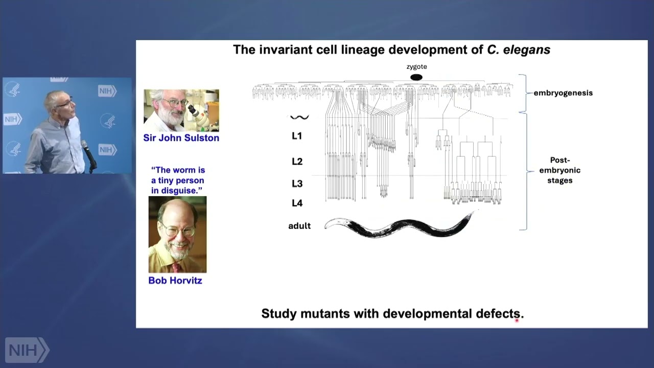 WALS: Genetic Mechanisms Controlling Developmental Timing in C. elegans