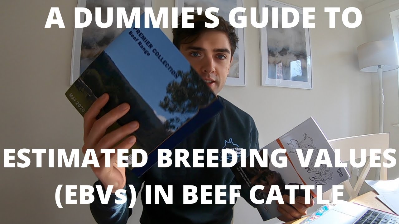 A DUMMIE'S GUIDE TO ESTIMATED BREEDING VALUES (EBVs) IN BEEF CATTLE | TECHNICAL #6