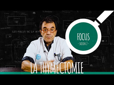Le thymus, cette glande longtemps sous-estimée pourrait en réalité ...