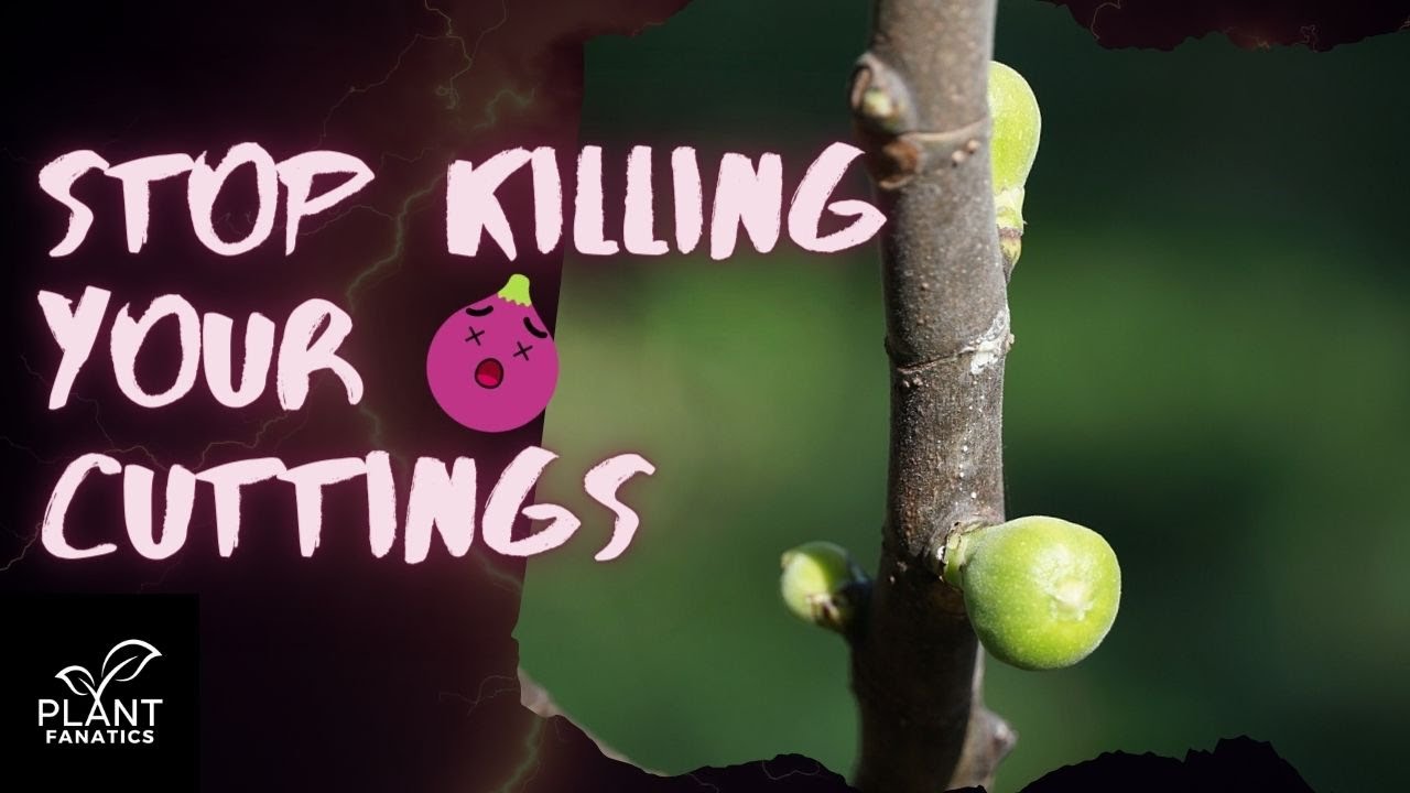 These Are The Reasons Your Cuttings Keep DYING!