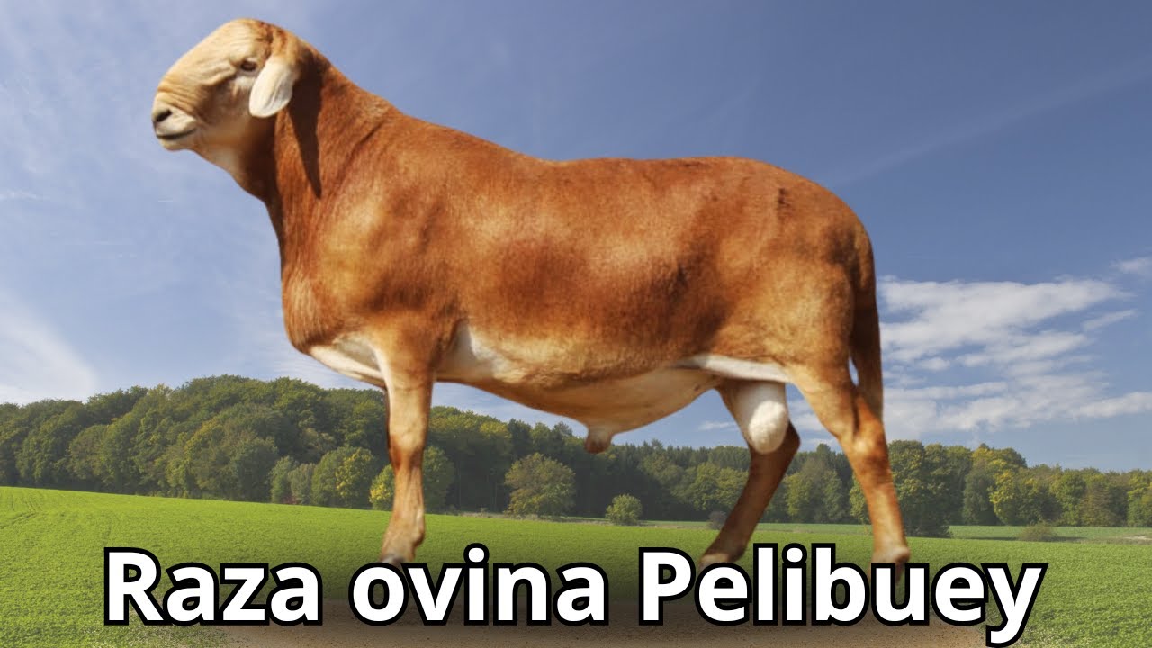 Pelibuey Sheep Breed: Origin and Characteristics
