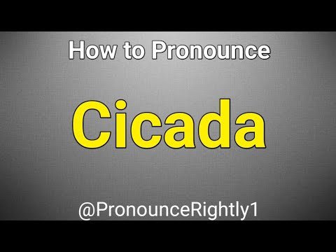 How to Pronounce Cicada like a PRO in English?