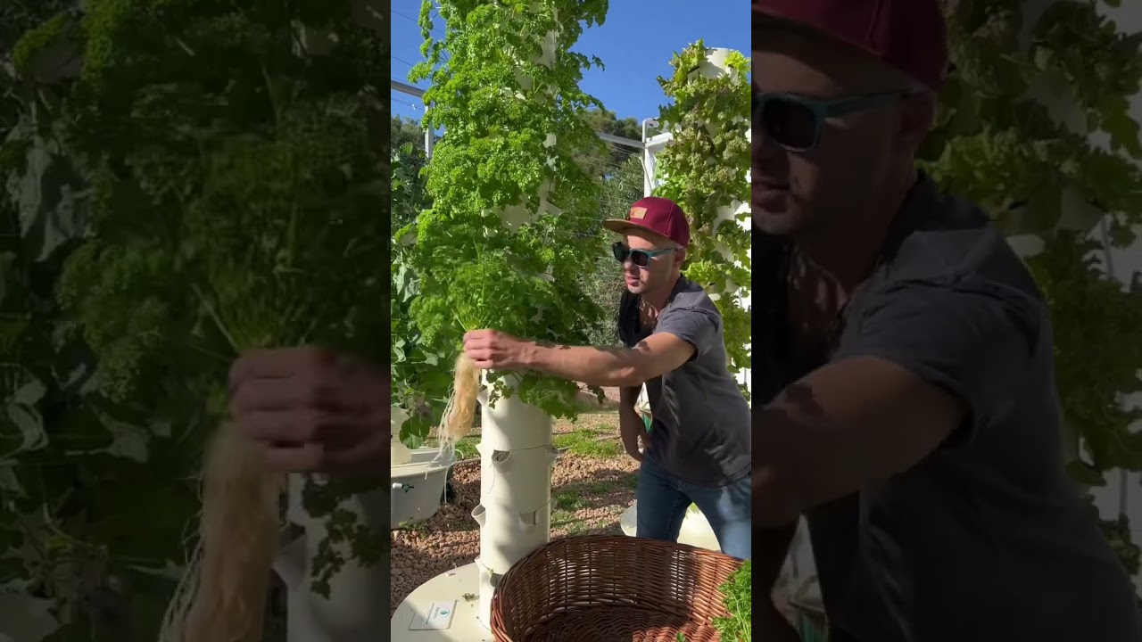 The future of farming!  #verticalfarming #aeroponics #farming #agriculture #hydroponics