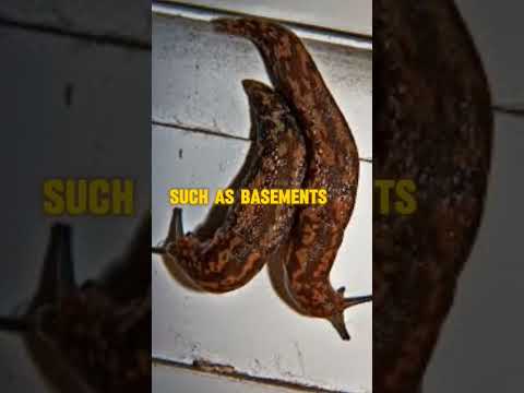 How Snails and slugs get inside the house