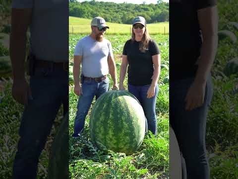 You Won’t Believe How Big This Watermelon Is!