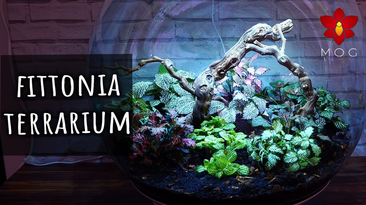 I made a terrarium only with Fittonia Nerve Plants! | The Biorb is back! 🔮