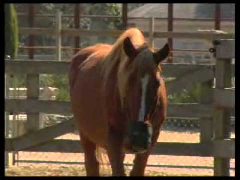 Popcorn Park Zoo Tour | CSIA Popcorn Zoo Park