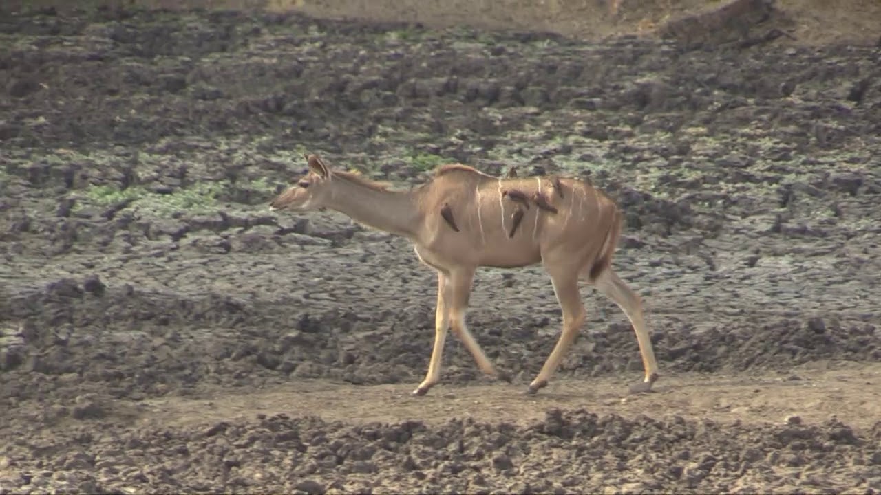 M4C2 Greater kudu walking