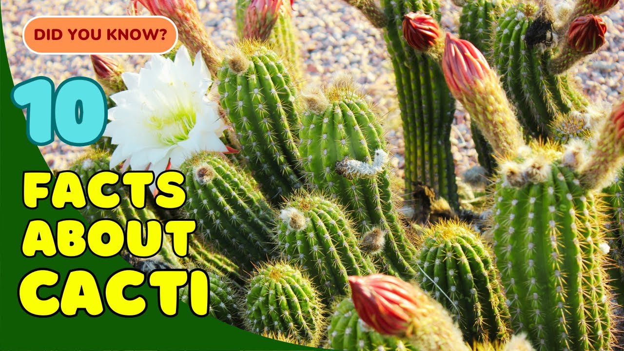 10 Surprising Facts About Cacti You Didn’t Know! 🌵