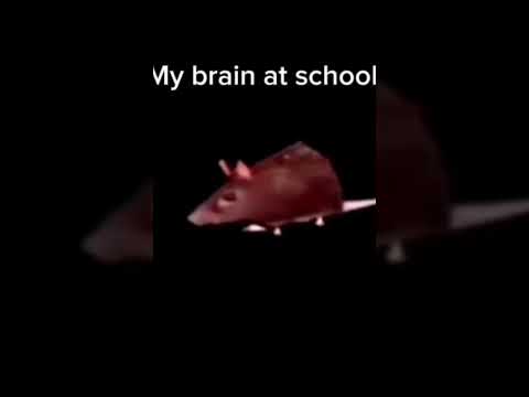 Rat #memes #edit #meme #tiktok #capcut #funny #rat #funnymemes #shorts