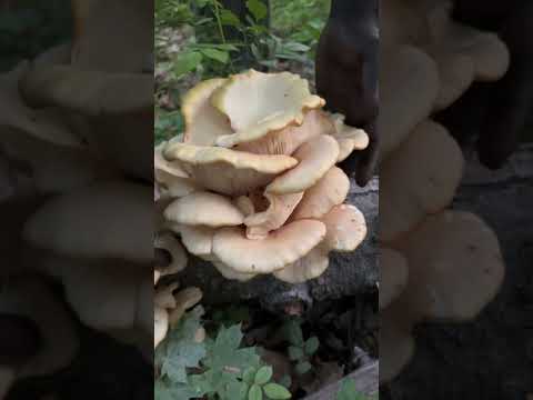 Growing oyster mushrooms on wood logs . #mushroomfarming
